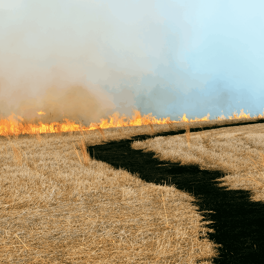 Fire Frequency Driven Increases in Burn Heterogeneity Promote Microbial ...