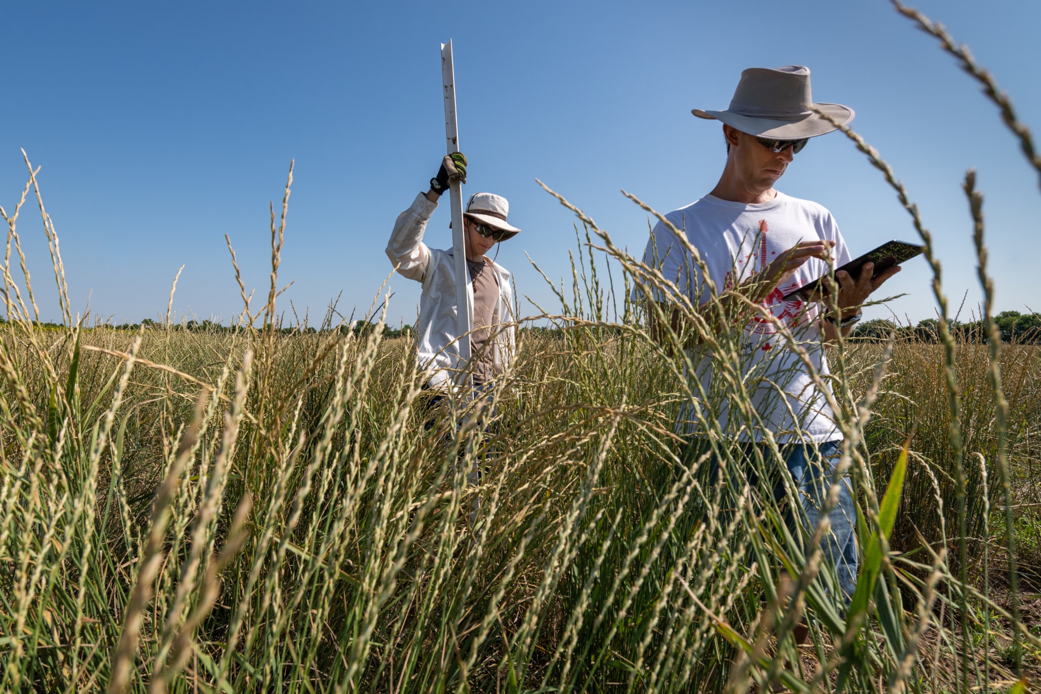 Kernza Triumph - Discover Our Sustainable Future