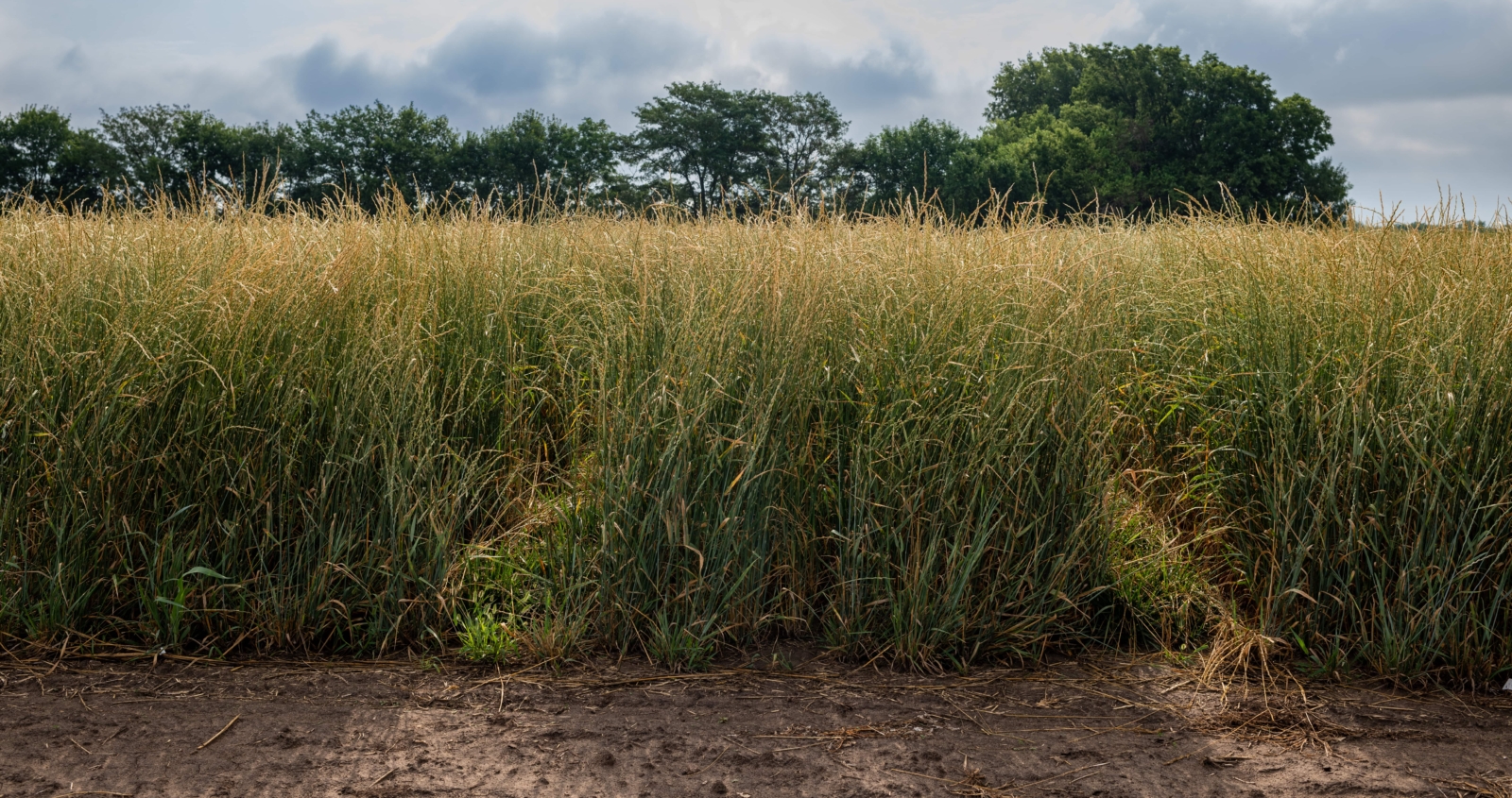 Kernza: Innovating Sustainable Farming - Explore Now