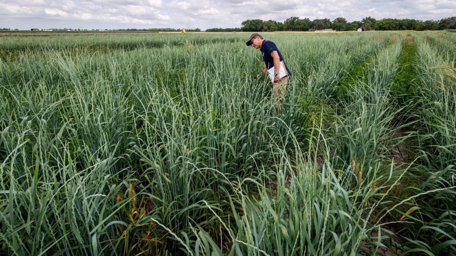 How the Nitrogen Economy of a Perennial Cereal-Legume Intercrop Affects ...