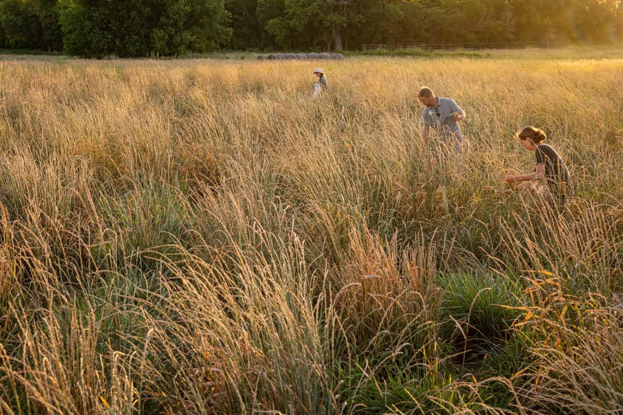Perennializing the Great Plains Webinar - The Land Institute