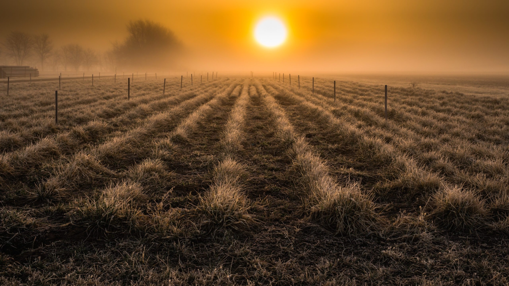 Photosynthetic capacity, canopy size and rooting depth mediate response ...