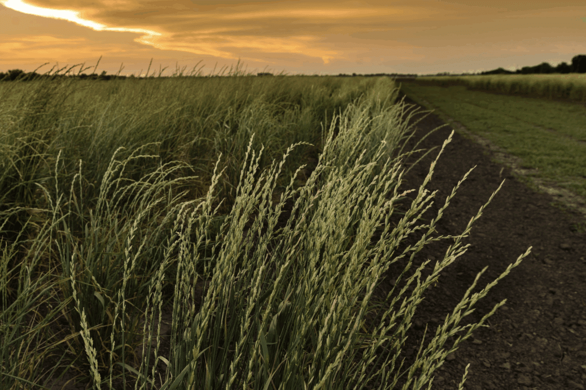 Collaboration to Advance Agrivoltaics through Kernza® Perennial Grain ...