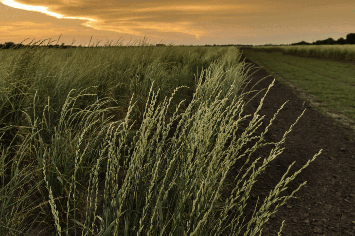 Collaboration to Advance Agrivoltaics through Kernza® Perennial Grain ...