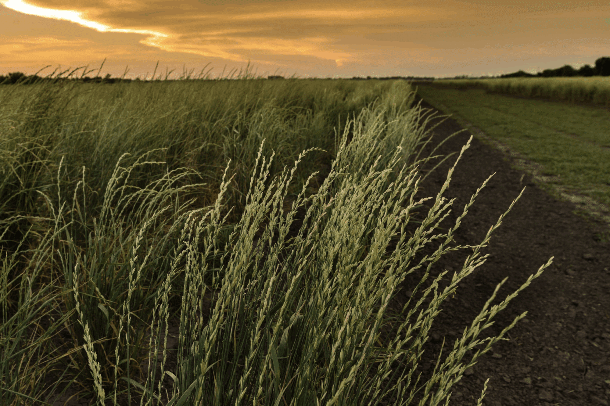 Collaboration to Advance Agrivoltaics through Kernza® Perennial Grain ...