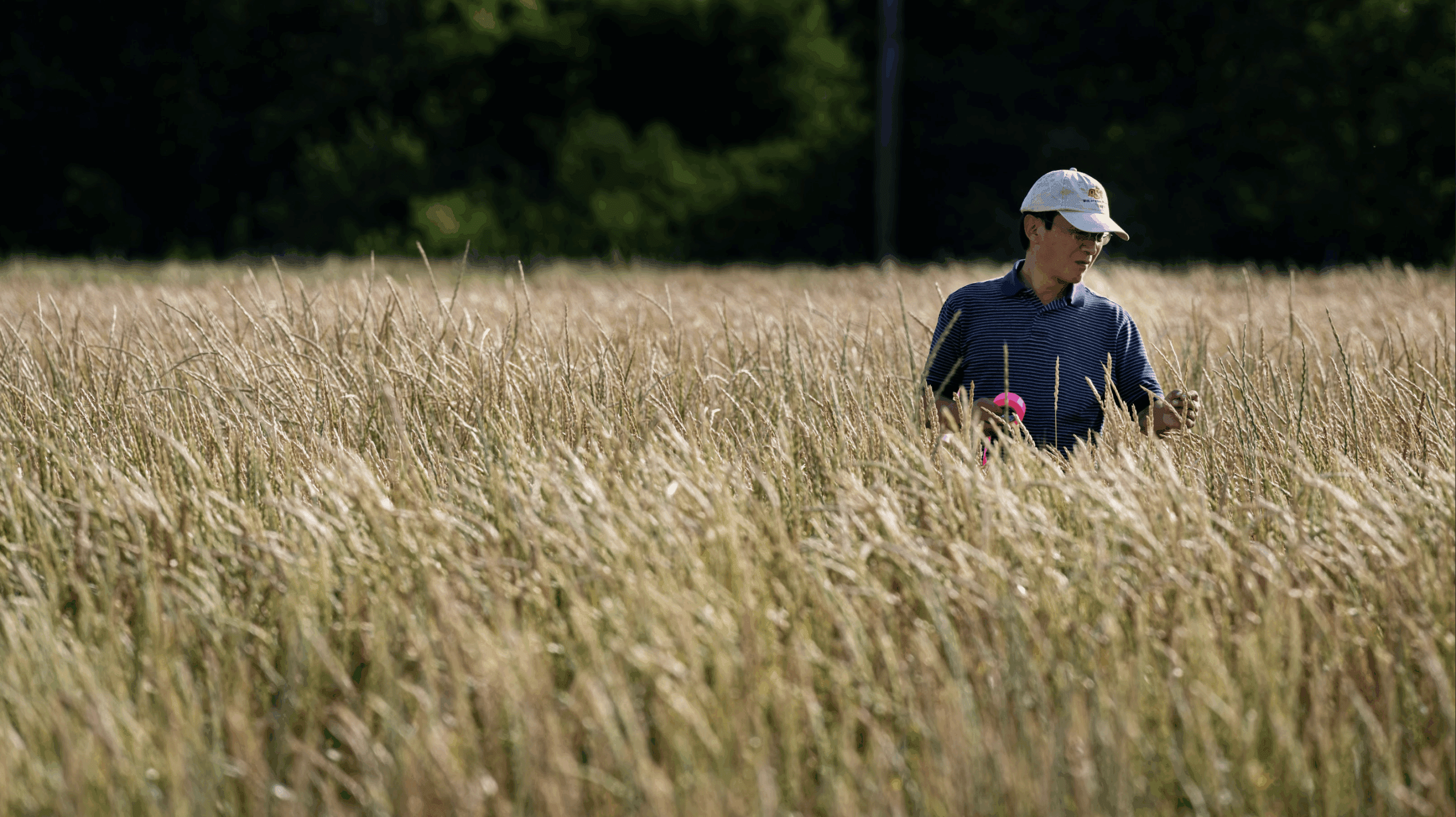 Perennial Wheat Revolution - Discover Sustainable Farming