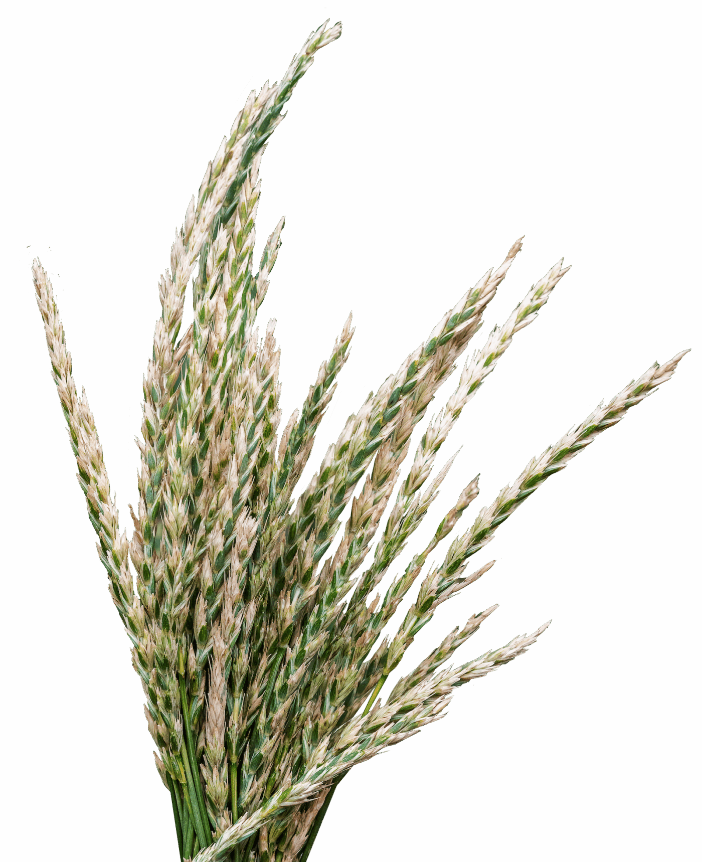 Perennial Crops - Sustainable Farming Innovation - Join Us