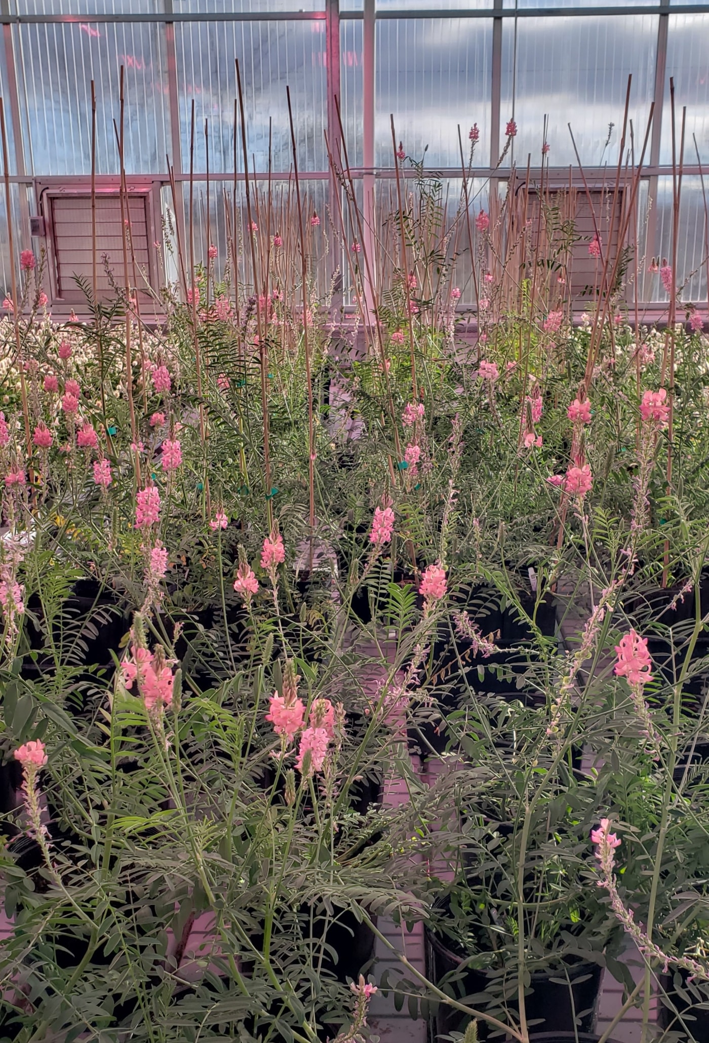 Deep learning driven, image-based phenotyping of seed processing ...