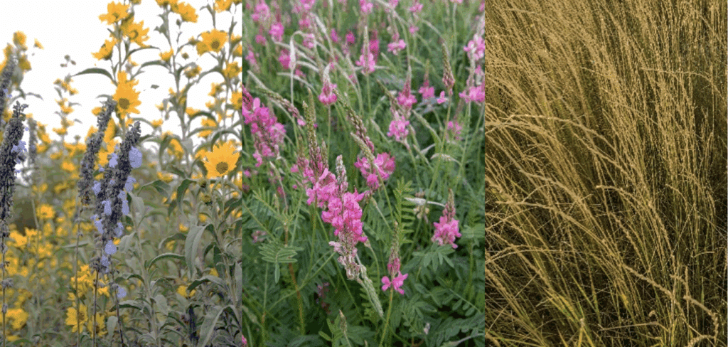 Perennial Grain Species as Border Crops Webinar - The Land Institute