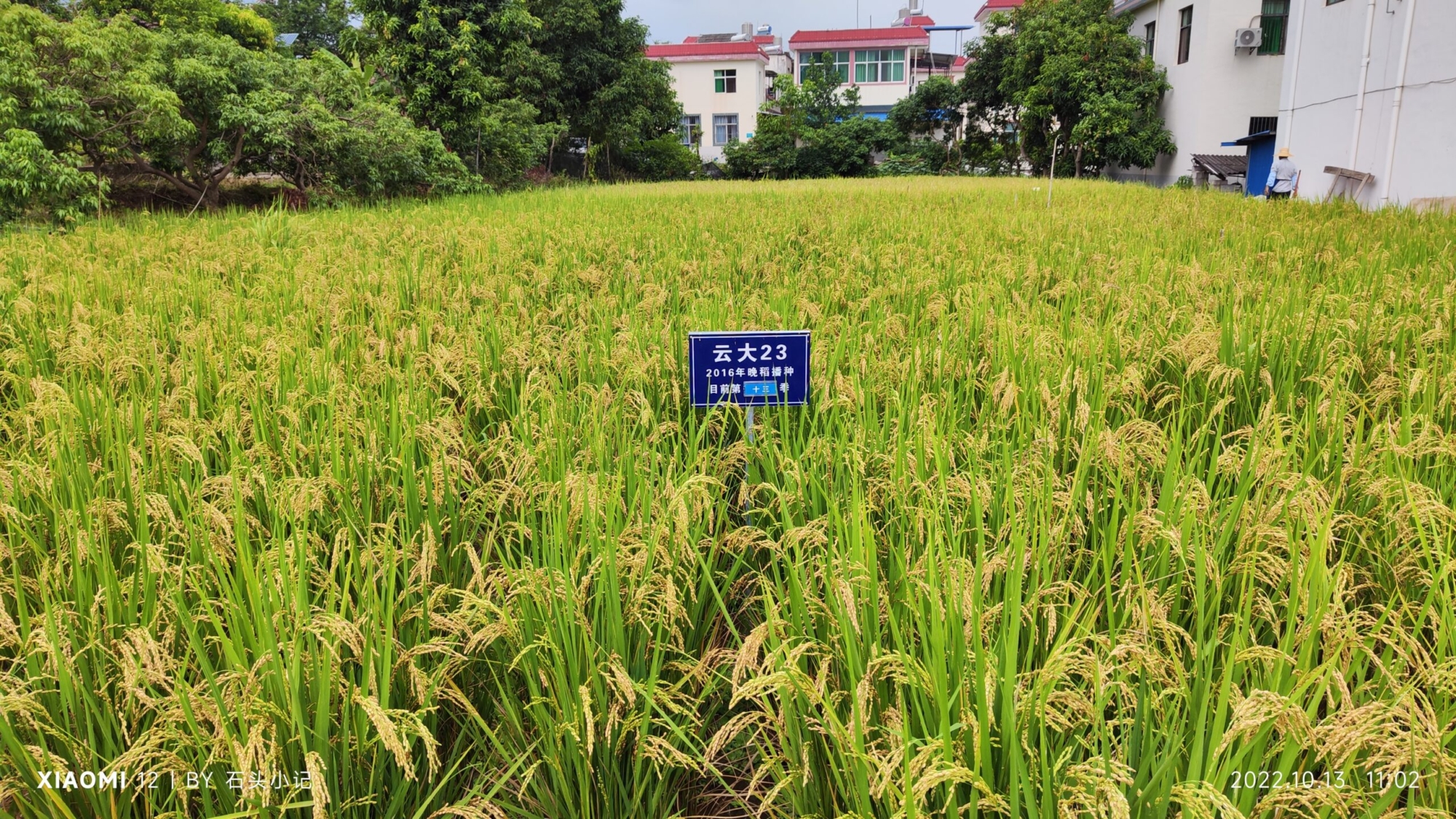 Sustained productivity and agronomic potential of perennial rice - The ...