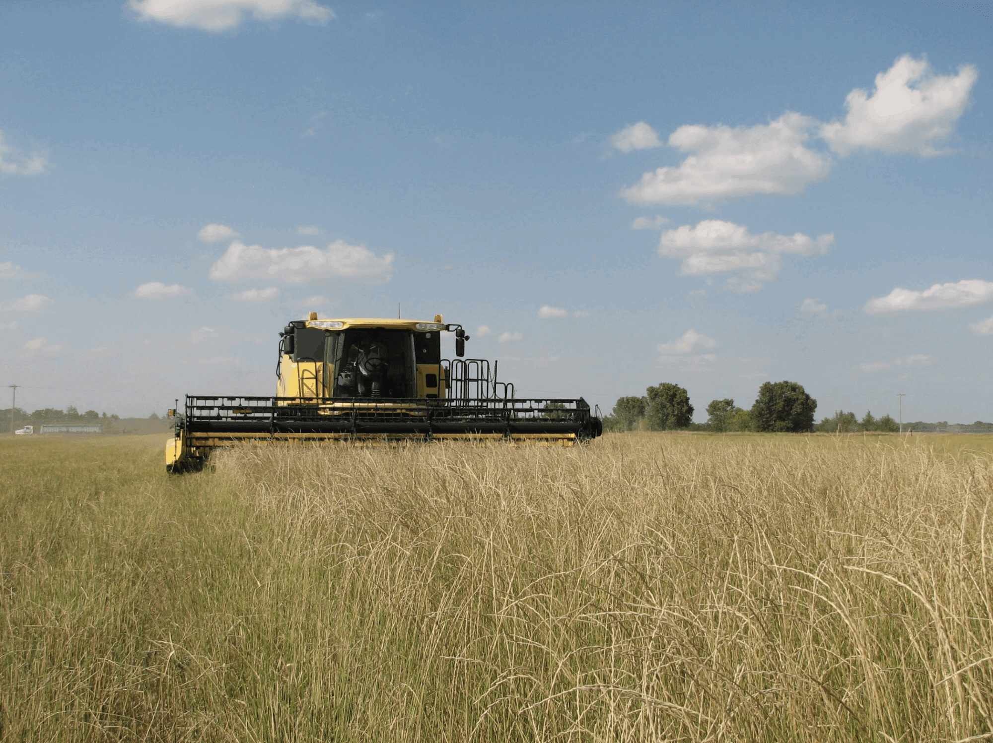 Kernza Triumph - Discover Our Sustainable Future