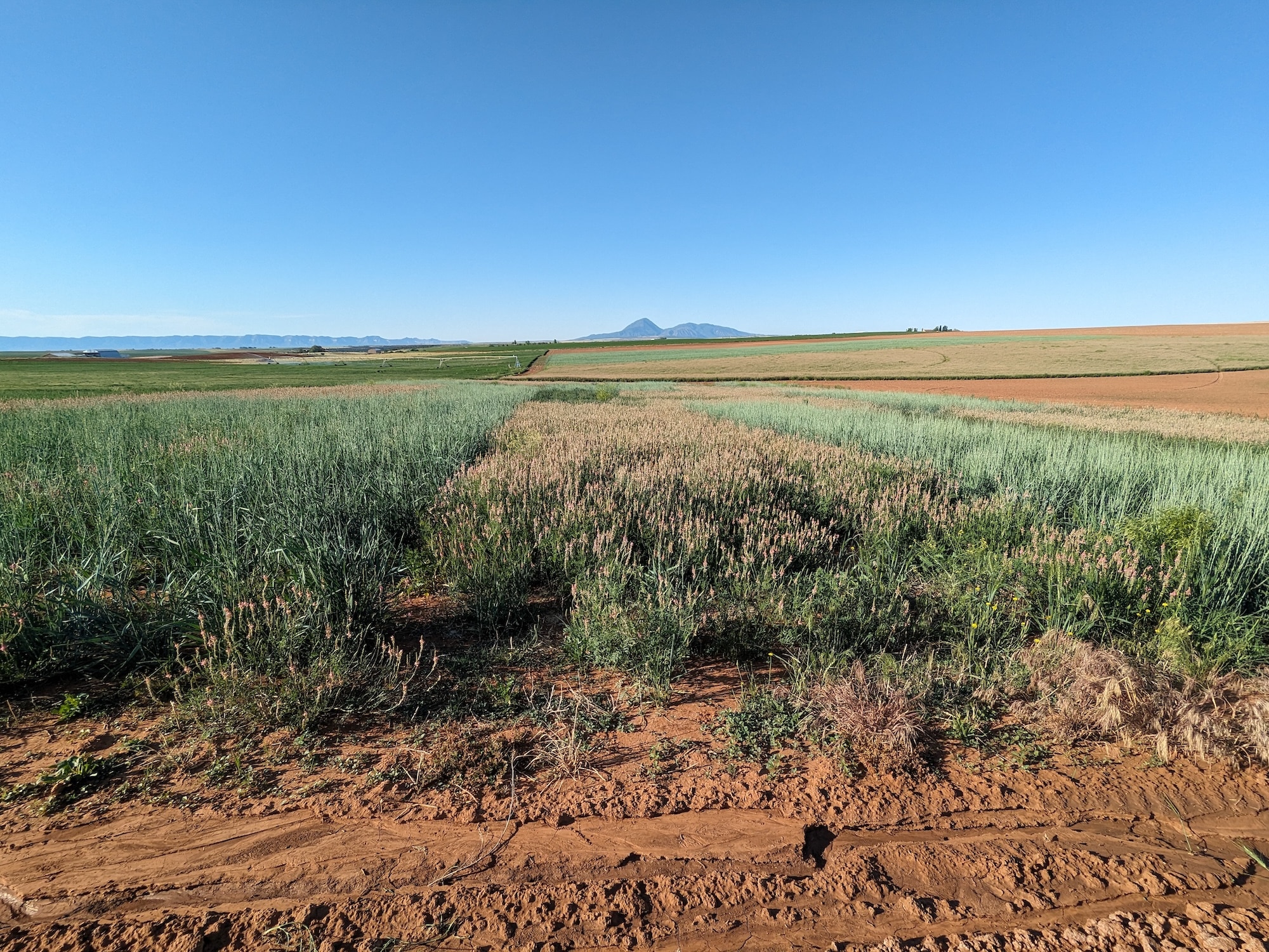 Advancing perennial grains as climate-resilient forages in the Colorado ...