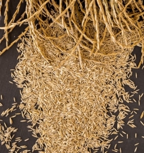 Kernza: Innovating Sustainable Farming - Explore Now