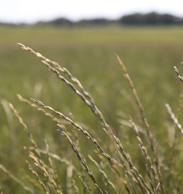 Kernza: Innovating Sustainable Farming - Explore Now