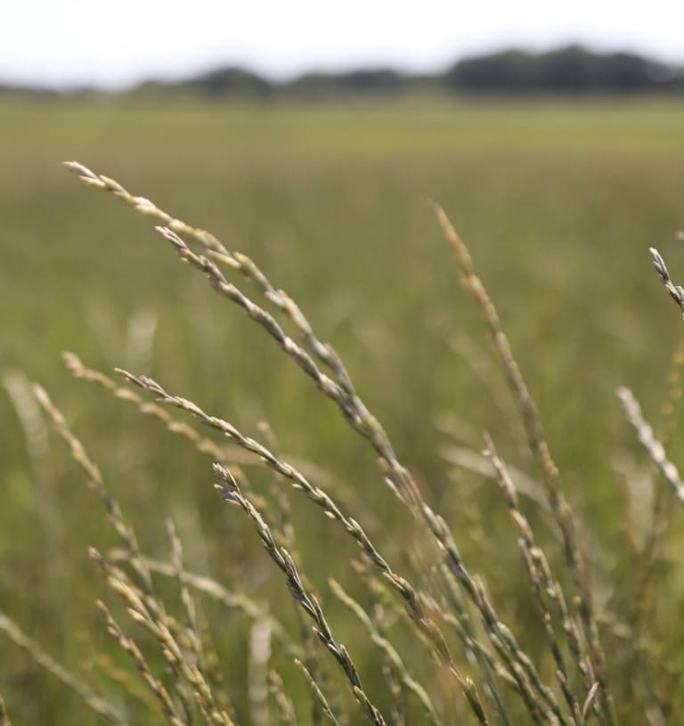 Kernza: Innovating Sustainable Farming - Explore Now