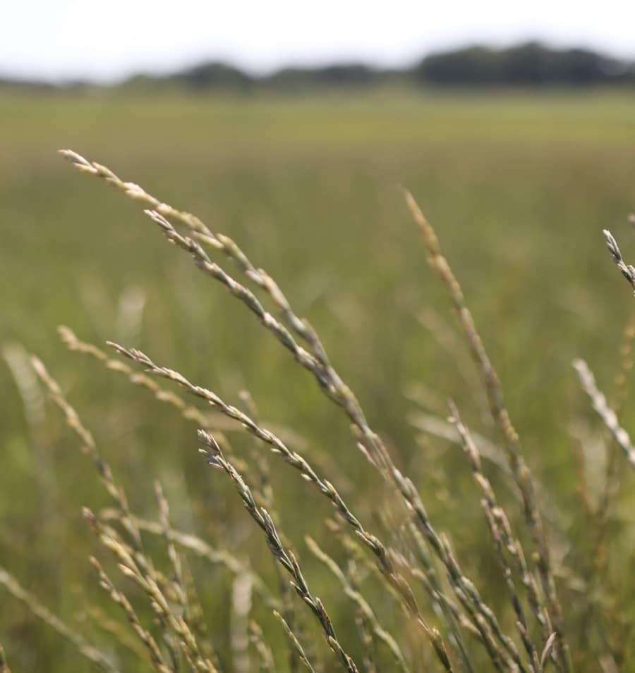 Kernza: Innovating Sustainable Farming - Explore Now