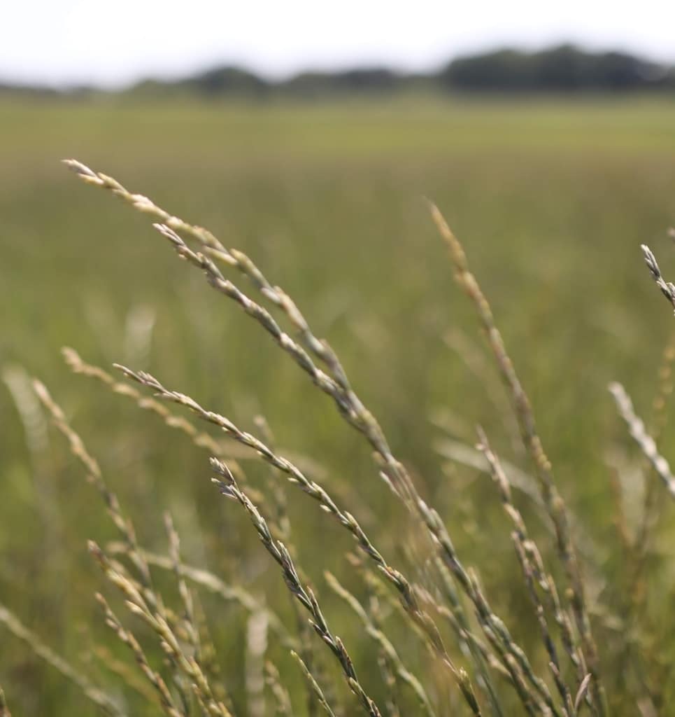 Kernza: Innovating Sustainable Farming - Explore Now