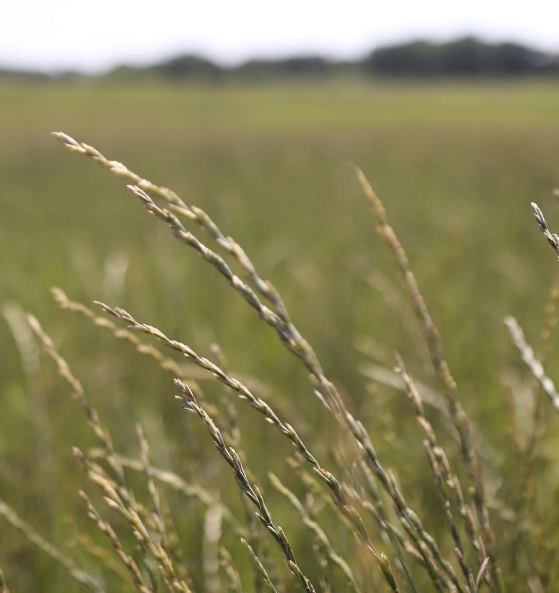 Kernza: Innovating Sustainable Farming - Explore Now